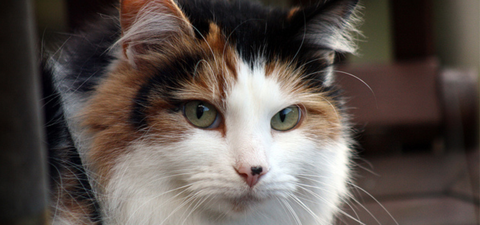 Styx the cat hears the call of the wild | Solomon Jones